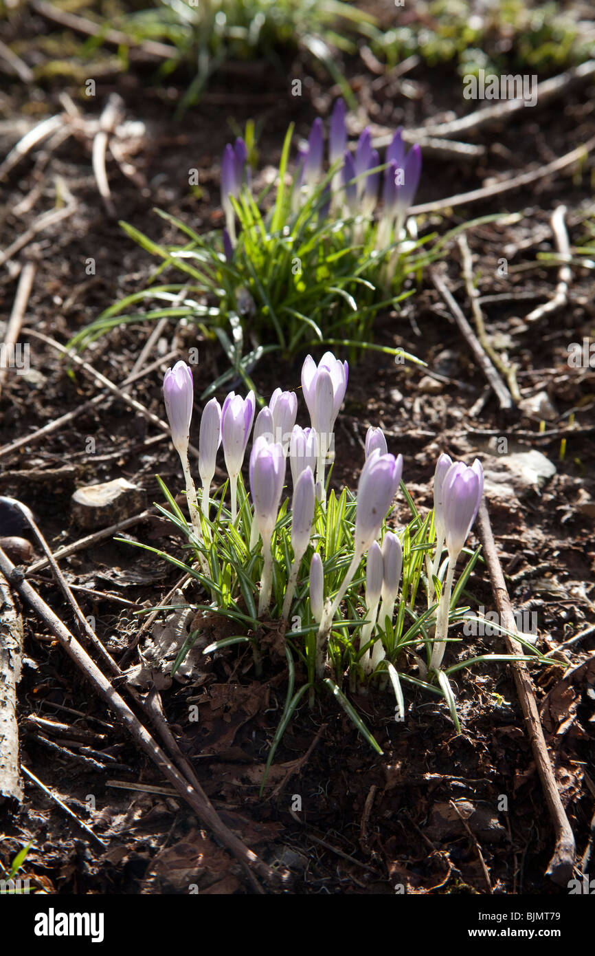 England spring flowers hi-res stock photography and images - Alamy