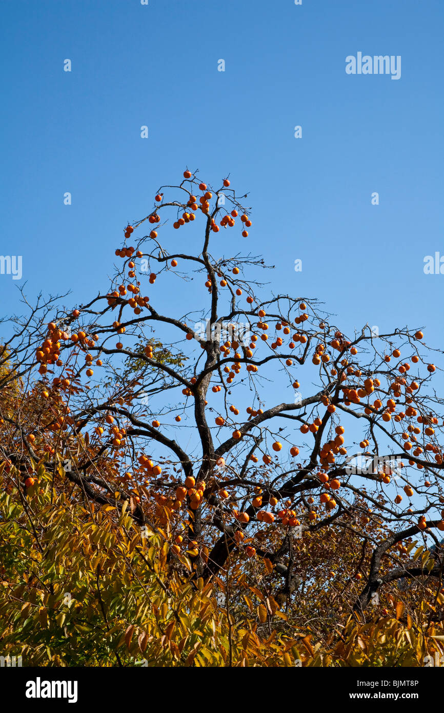 Persimmon tree hi-res stock photography and images - Alamy