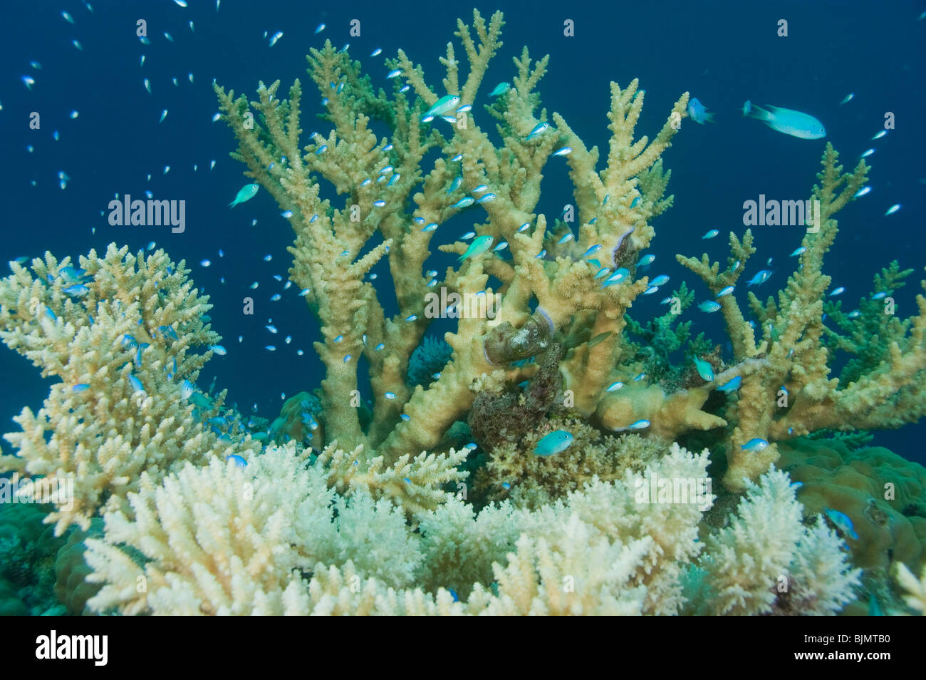 Tropical fishes and coral reef in Chuuk, Micronesia Stock Photo - Alamy