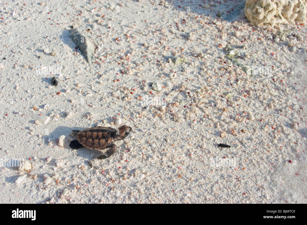 Baby sea turtle on beach Stock Photo - Alamy