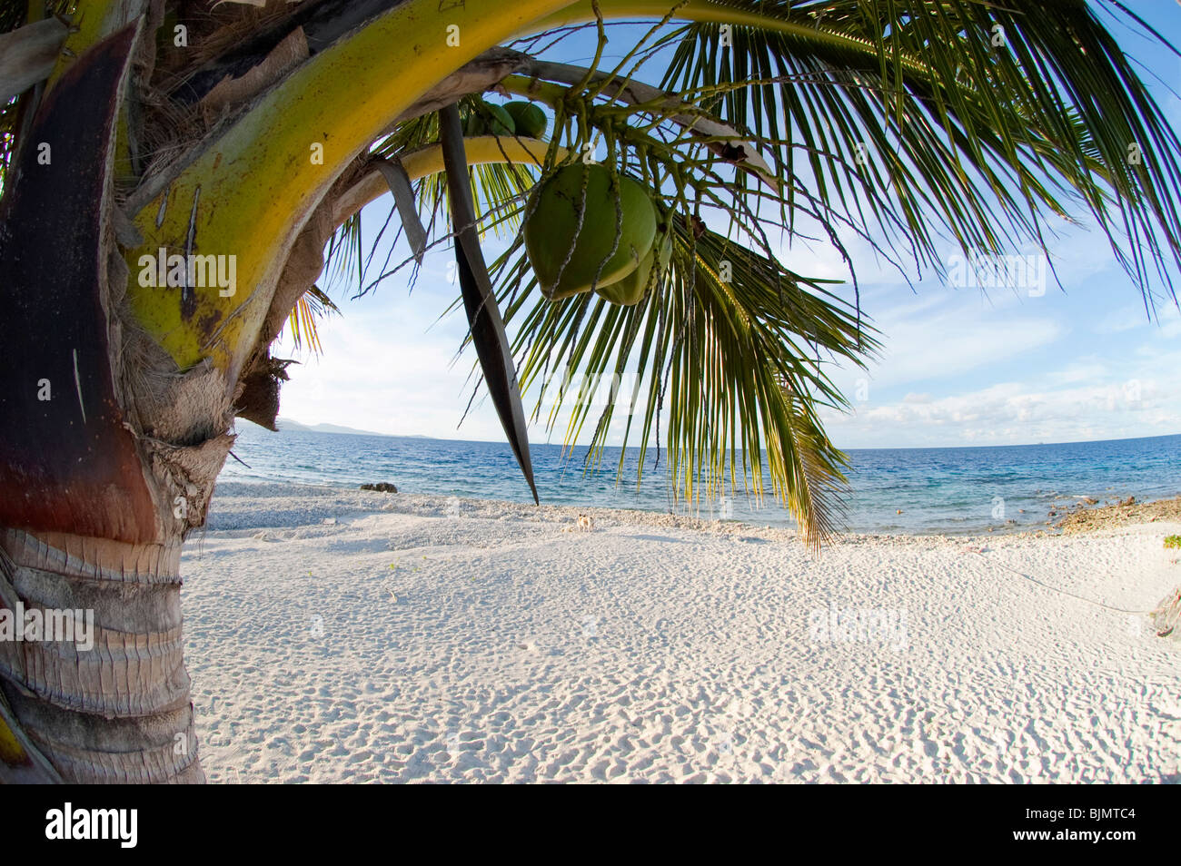 Coconut tree on beach, Chuuk, Micronesia Stock Photo - Alamy