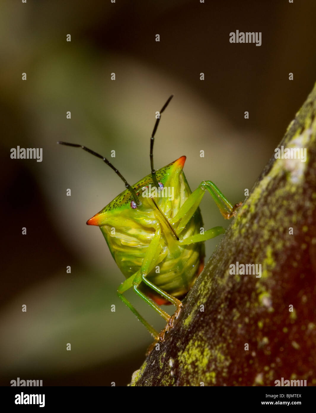 Shield Bug climbing on a log Stock Photo - Alamy