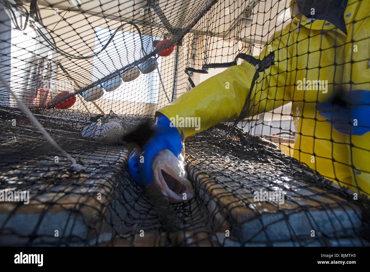 Cod Fishing with cage Stock Photo - Alamy