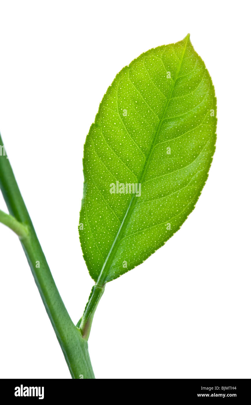 a beautiful spring green leaf Stock Photo - Alamy
