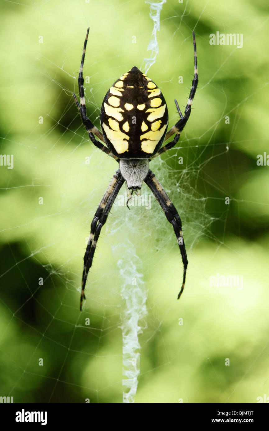 Black and Yellow Argiope Spider: Argiope Aurantia Stock Photo - Alamy