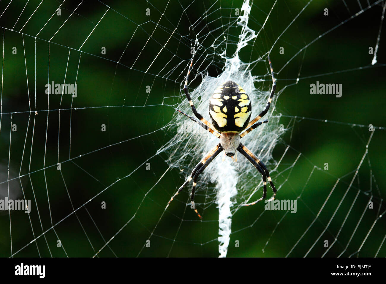 Argiope aurantia hi-res stock photography and images - Alamy