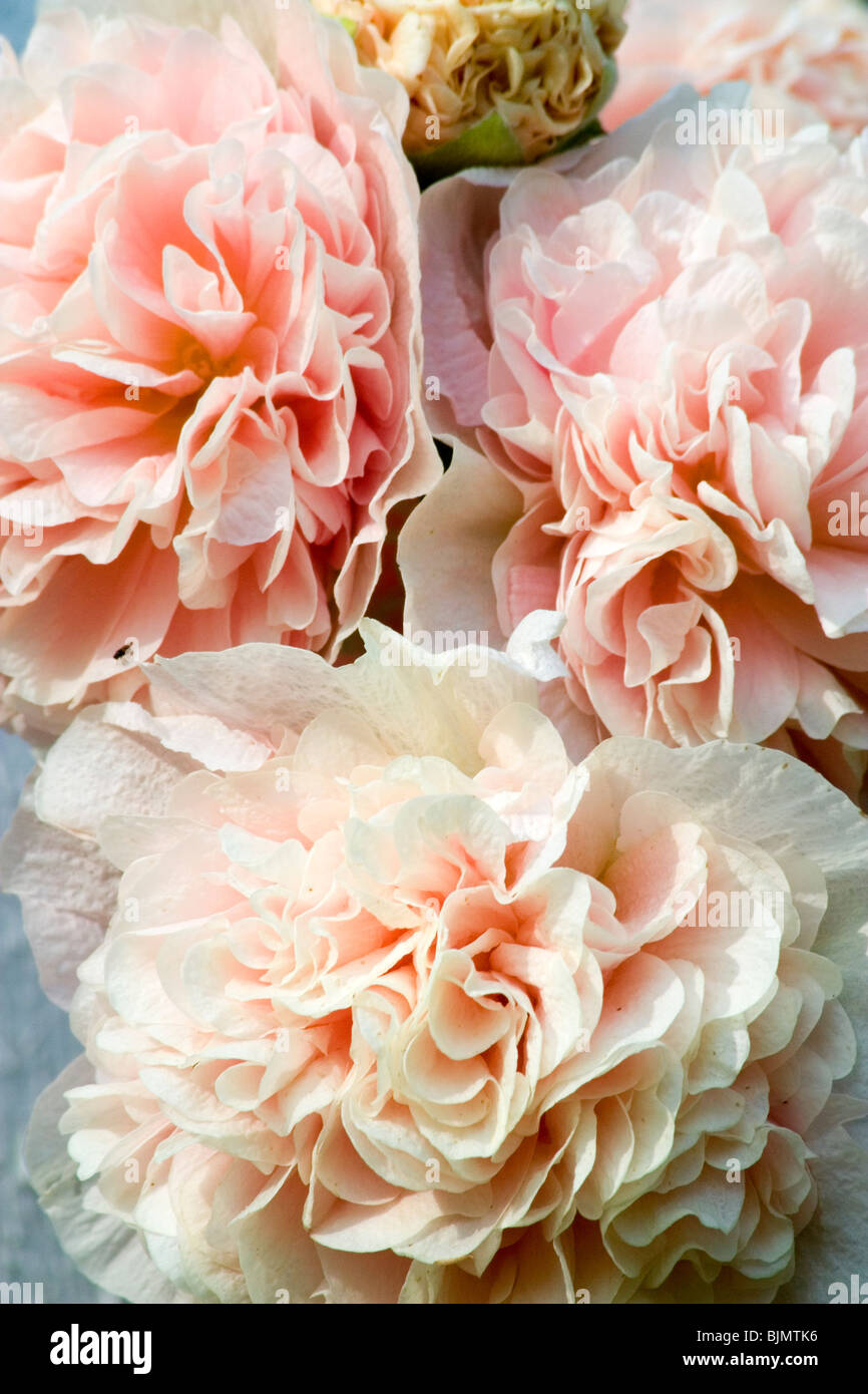 Charter salmon hollyhock alcea rosea hi-res stock photography and ...