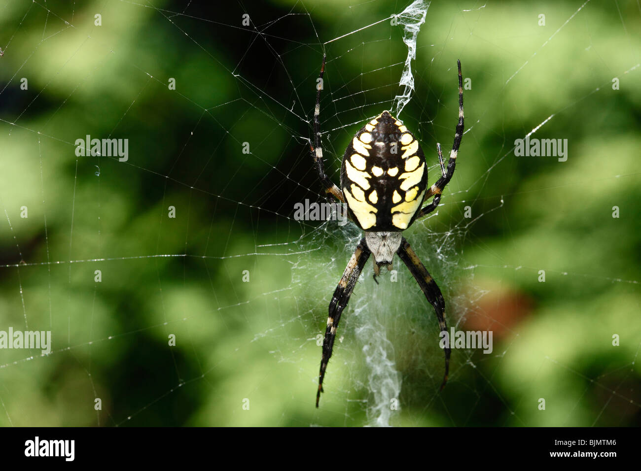Black and Yellow Argiope Spider: Argiope Aurantia Stock Photo - Alamy