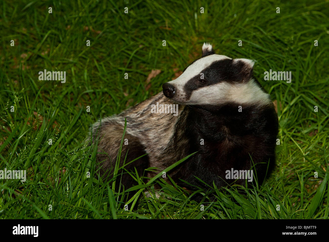 European Badger (Meles meles) Sitting Outside Set Stock Photo - Alamy
