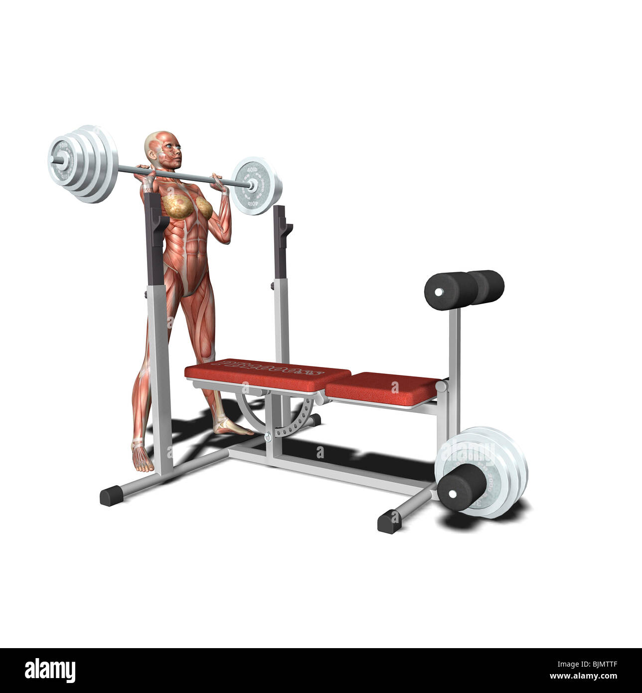 muscle woman at weightlifting Stock Photo - Alamy