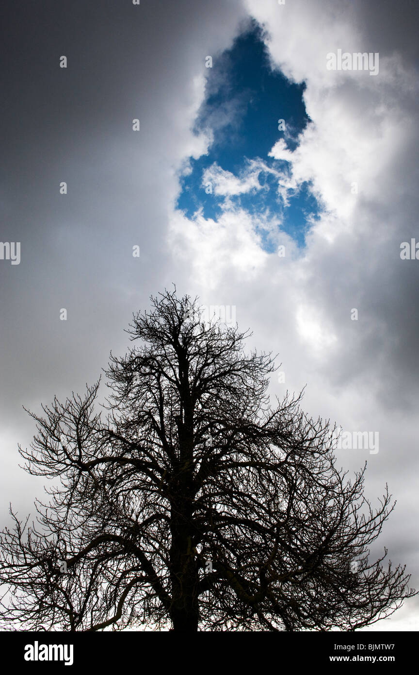 English chestnut hi-res stock photography and images - Alamy