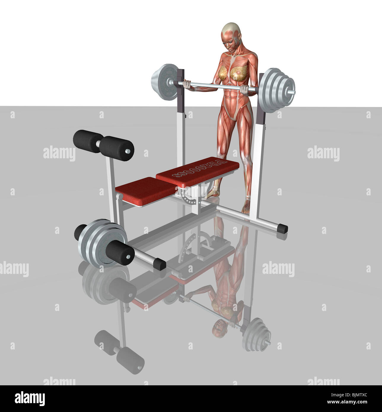muscle woman at weightlifting Stock Photo - Alamy