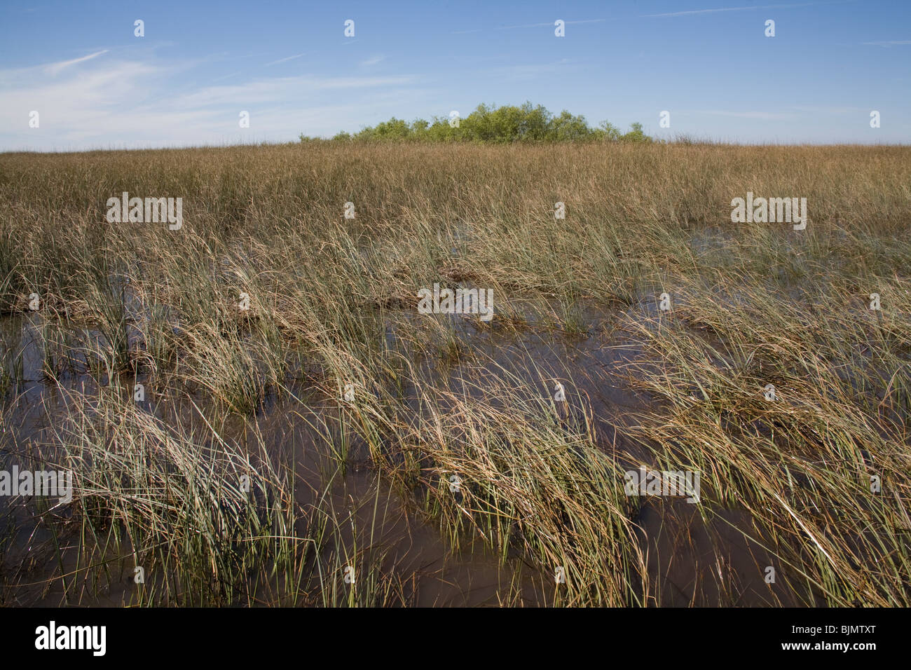 The River of Grass, Sawgrass, in the Everglades National Park, Miami ...