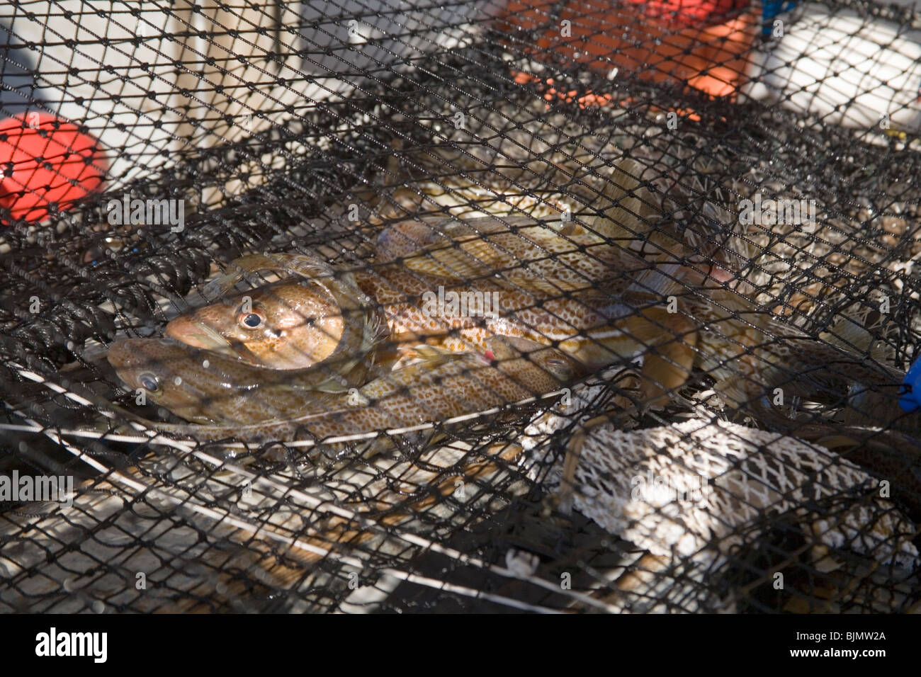 Fishing trawler cod hi-res stock photography and images - Alamy