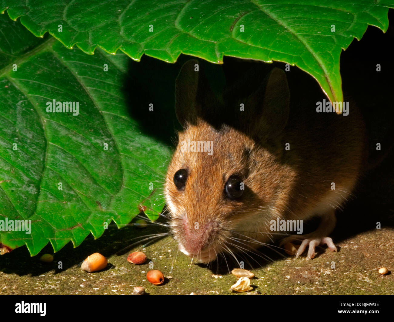 Wood Mouse (apodemus sylvaticus) eating seeds under leaves in a city ...