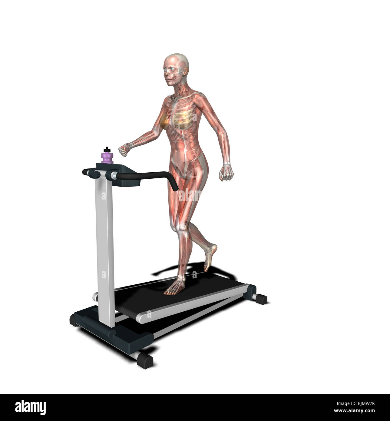 Human muscular system run hi-res stock photography and images - Alamy