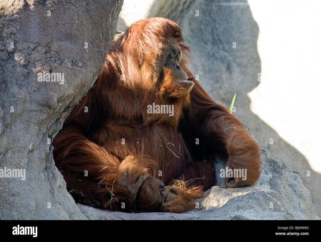 The hairy ape hi-res stock photography and images - Alamy