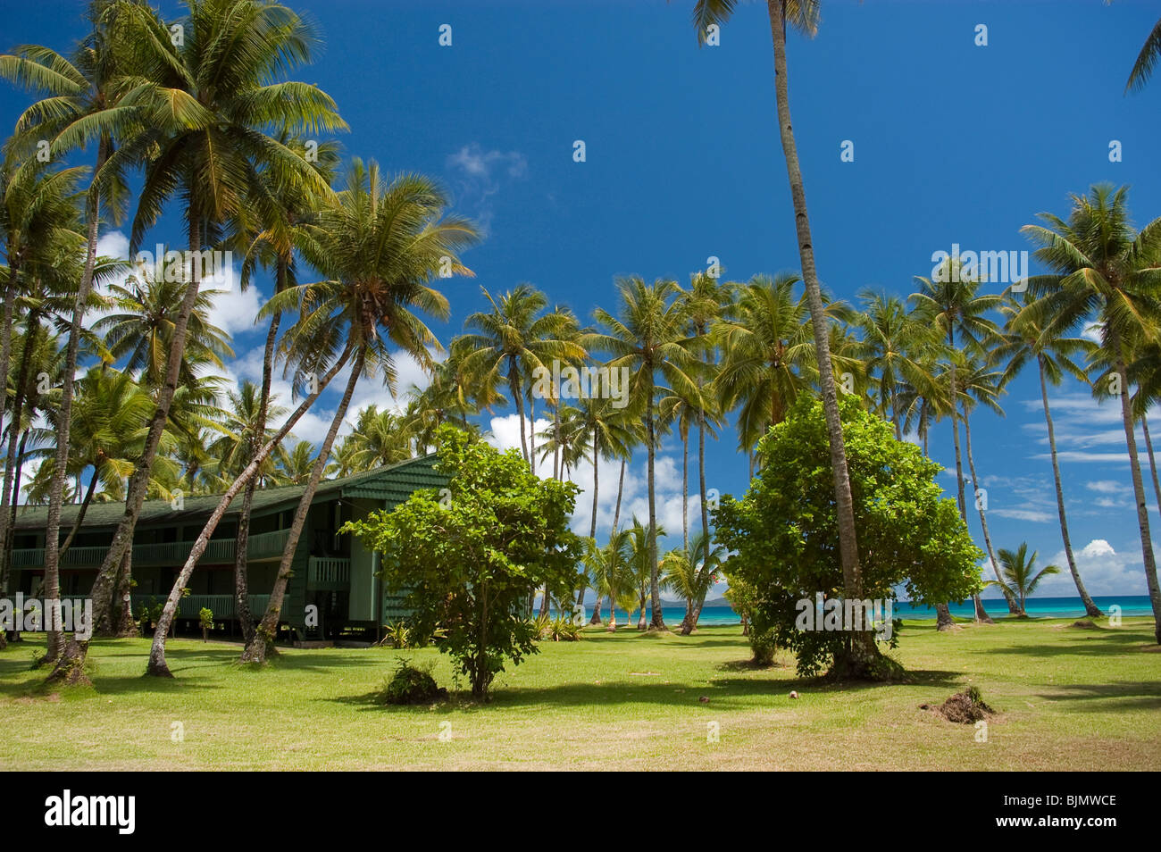 Palm Trees in Chuuk, Micronesia Stock Photo - Alamy