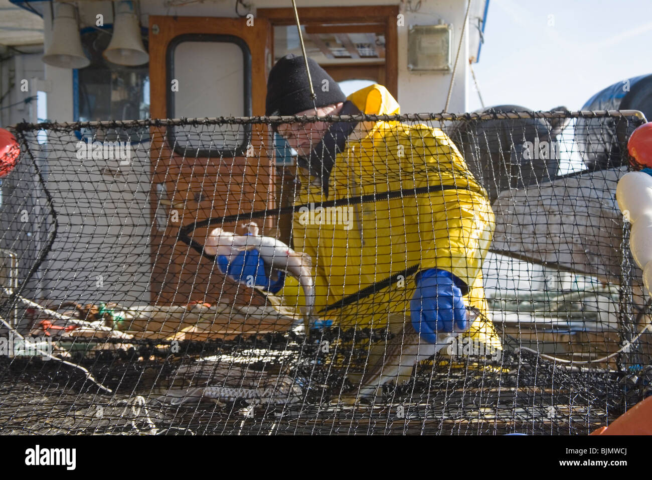 Cod Fishing with cage Stock Photo - Alamy