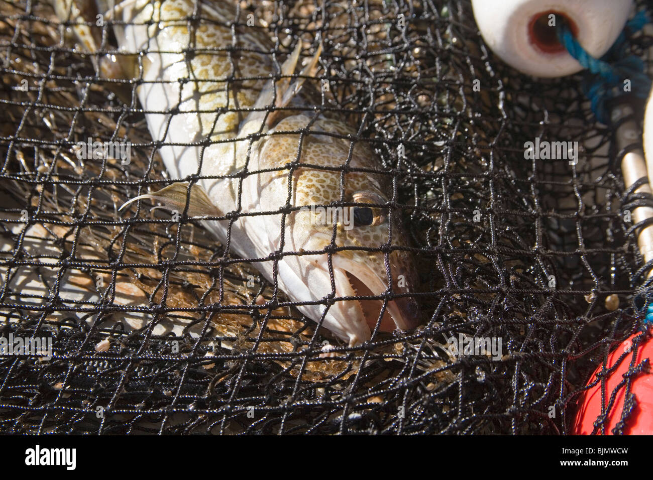 Cod Fishing with cage Stock Photo - Alamy