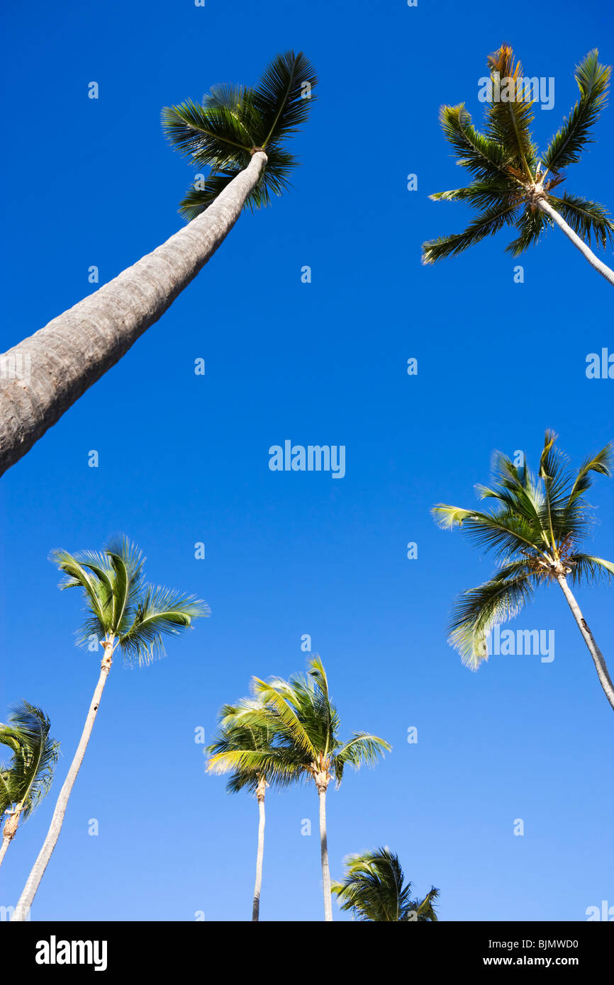 Tall tropical trees hi-res stock photography and images - Alamy