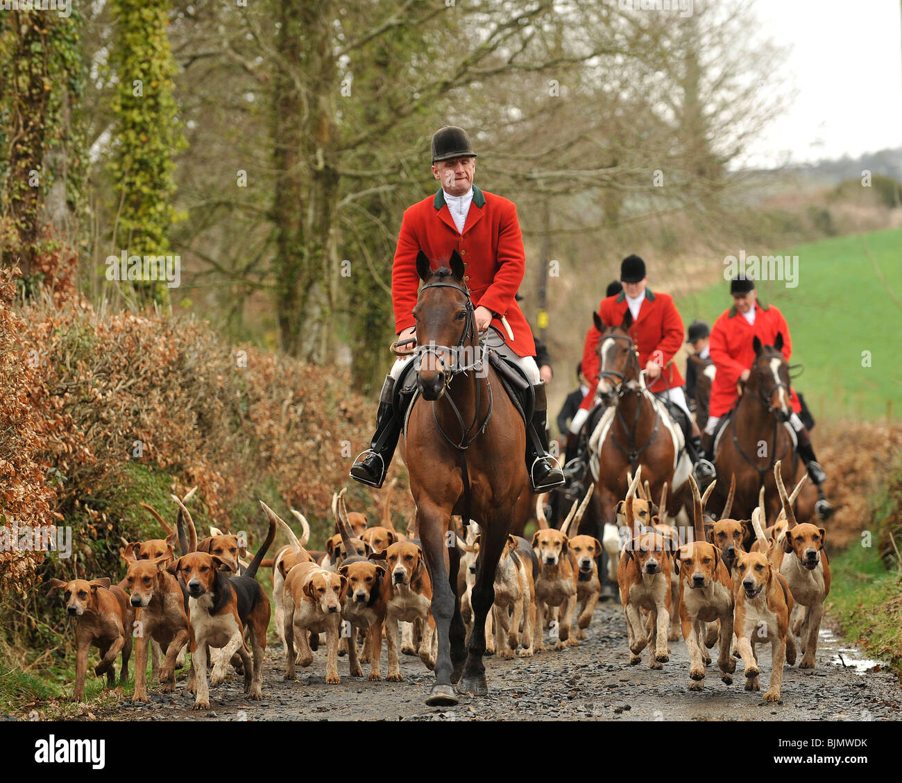 huntsman and hounds of the lamerton hunt in devon Stock Photo - Alamy