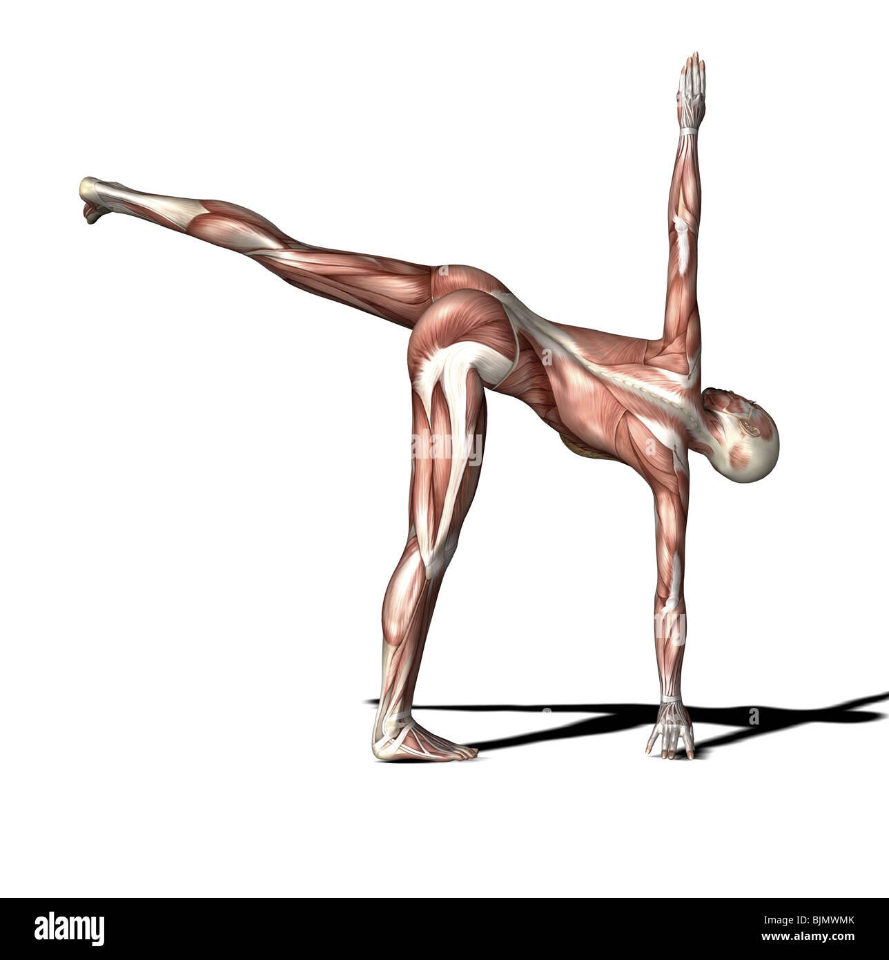 Human muscular system and stretching hi-res stock photography and ...