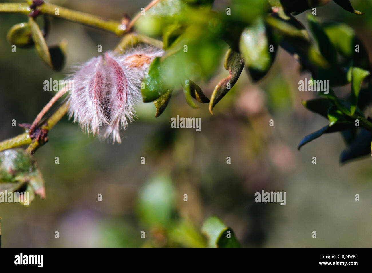 Single creosote bush seed Stock Photo - Alamy