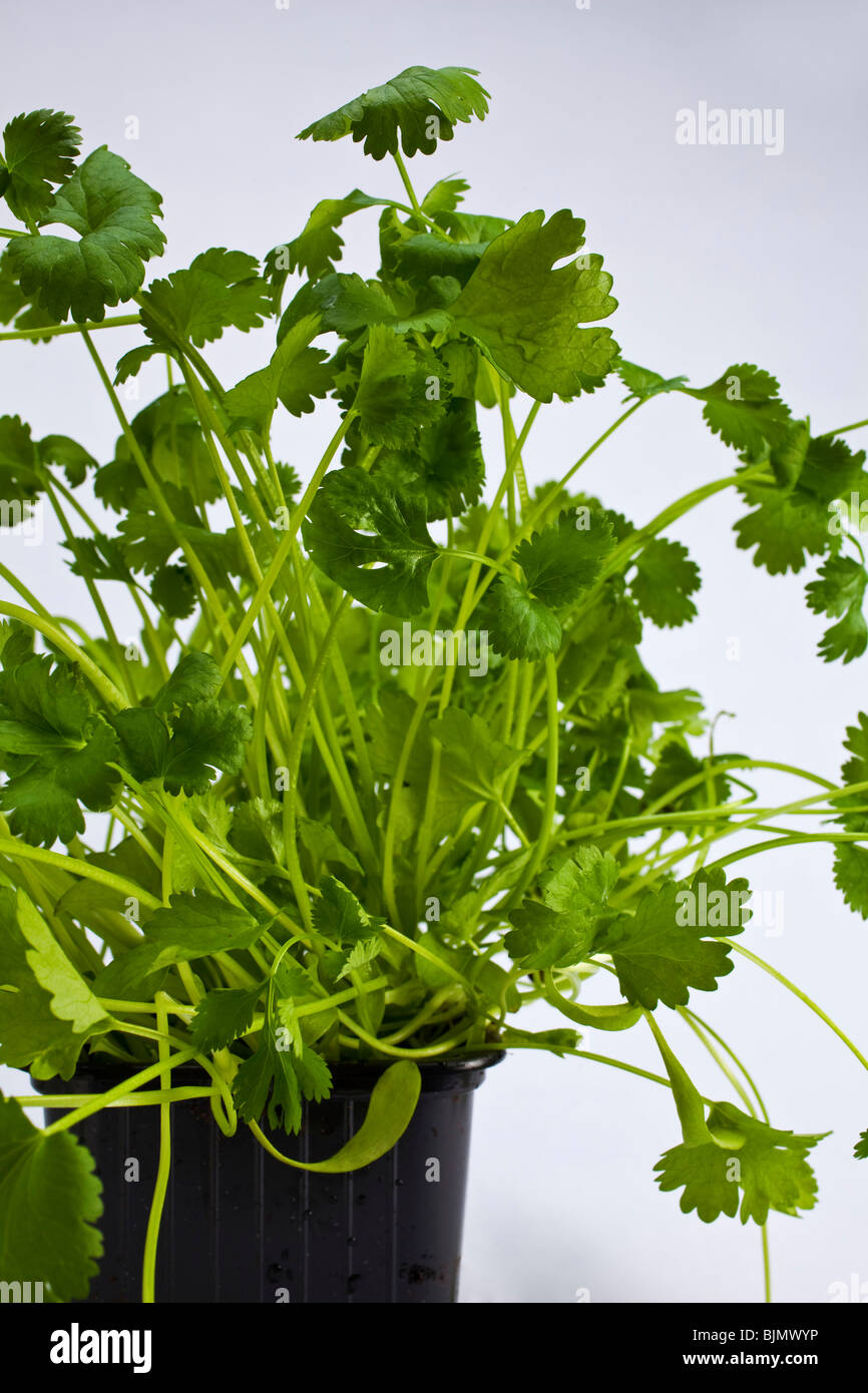 Coriander in pot hi-res stock photography and images - Alamy