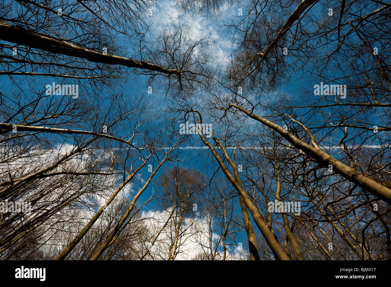 Looking up into tree canopy Stock Photo - Alamy