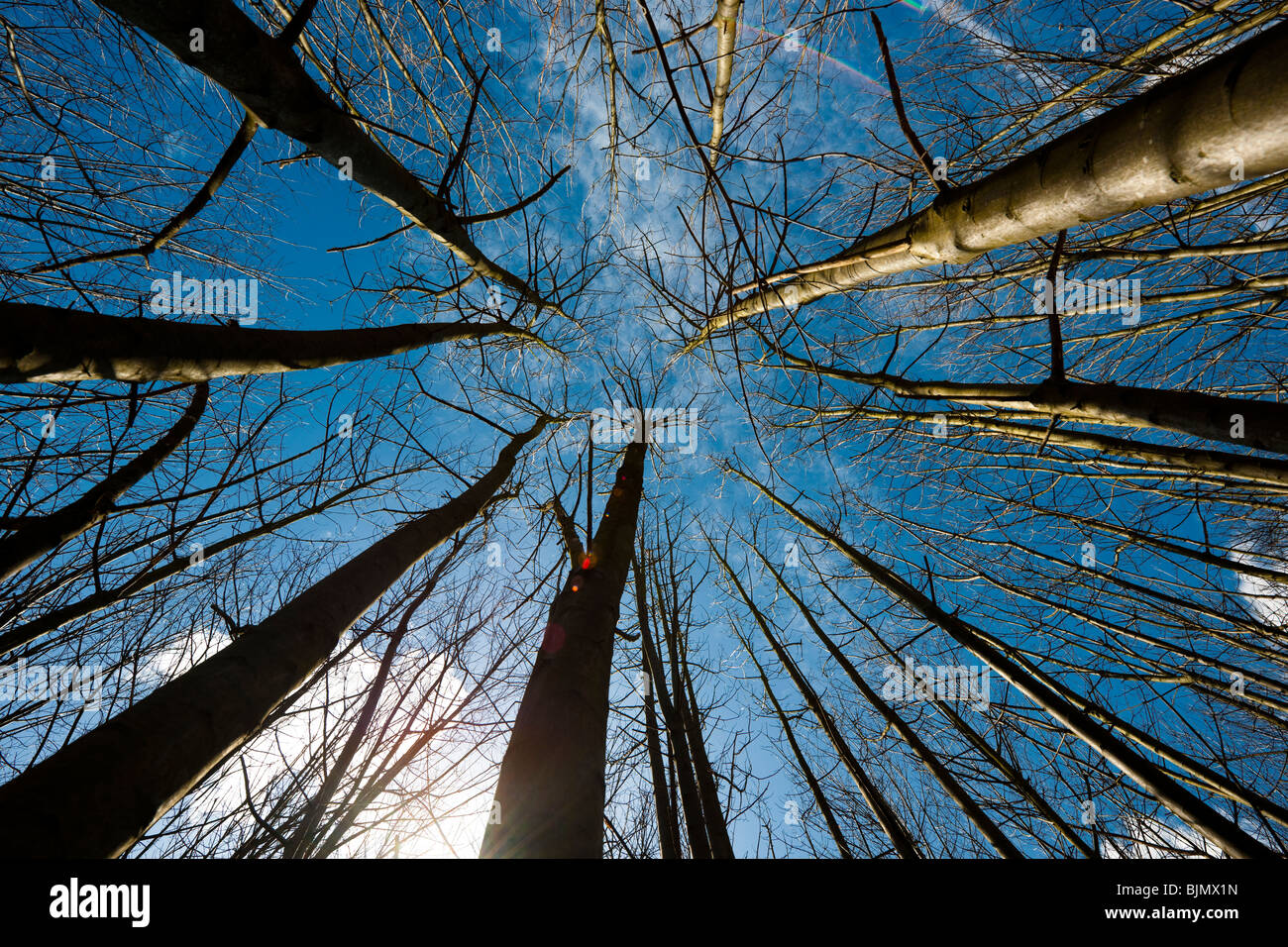 Looking up into tree canopy Stock Photo - Alamy