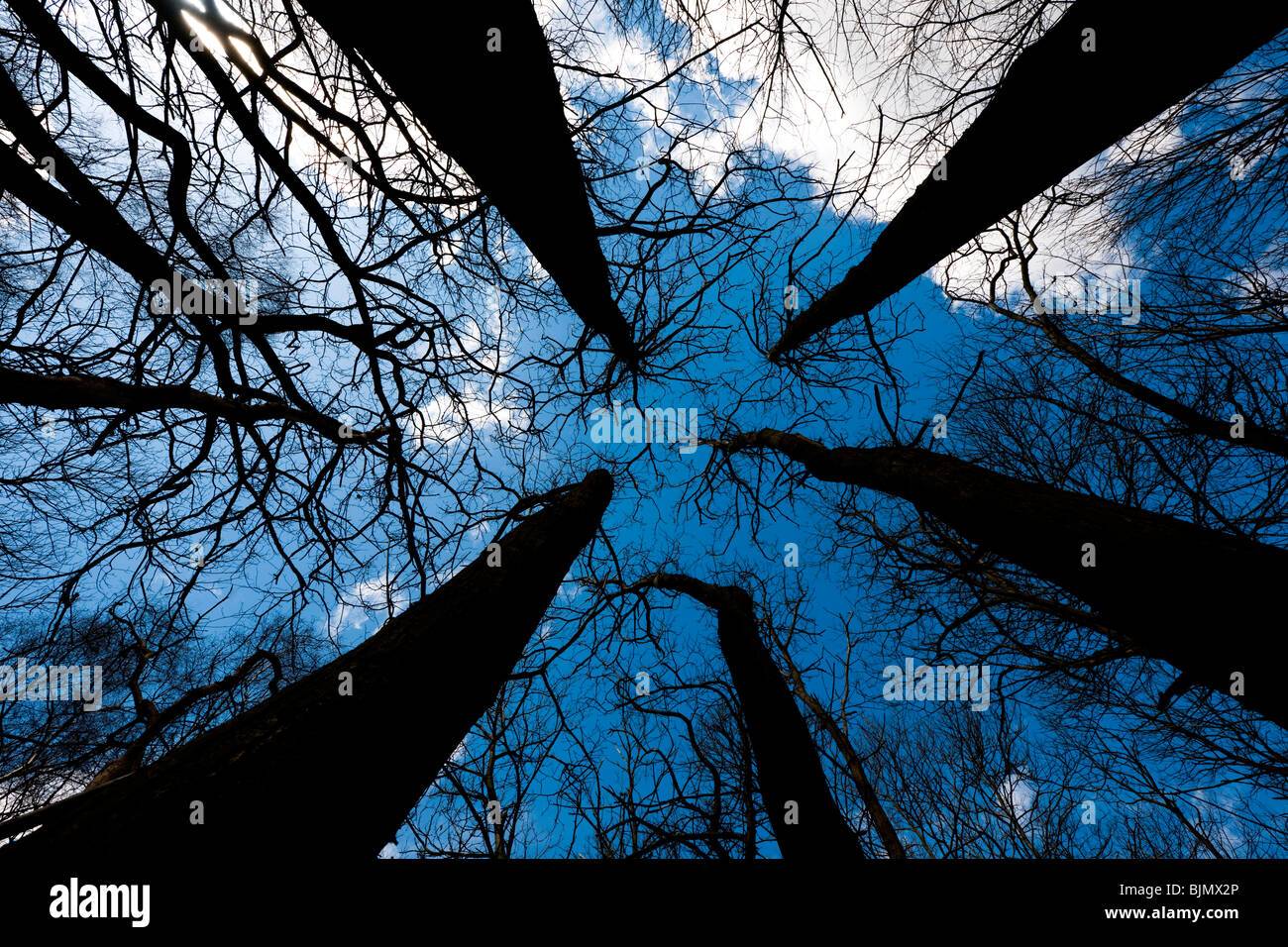 Looking up into tree canopy Stock Photo - Alamy