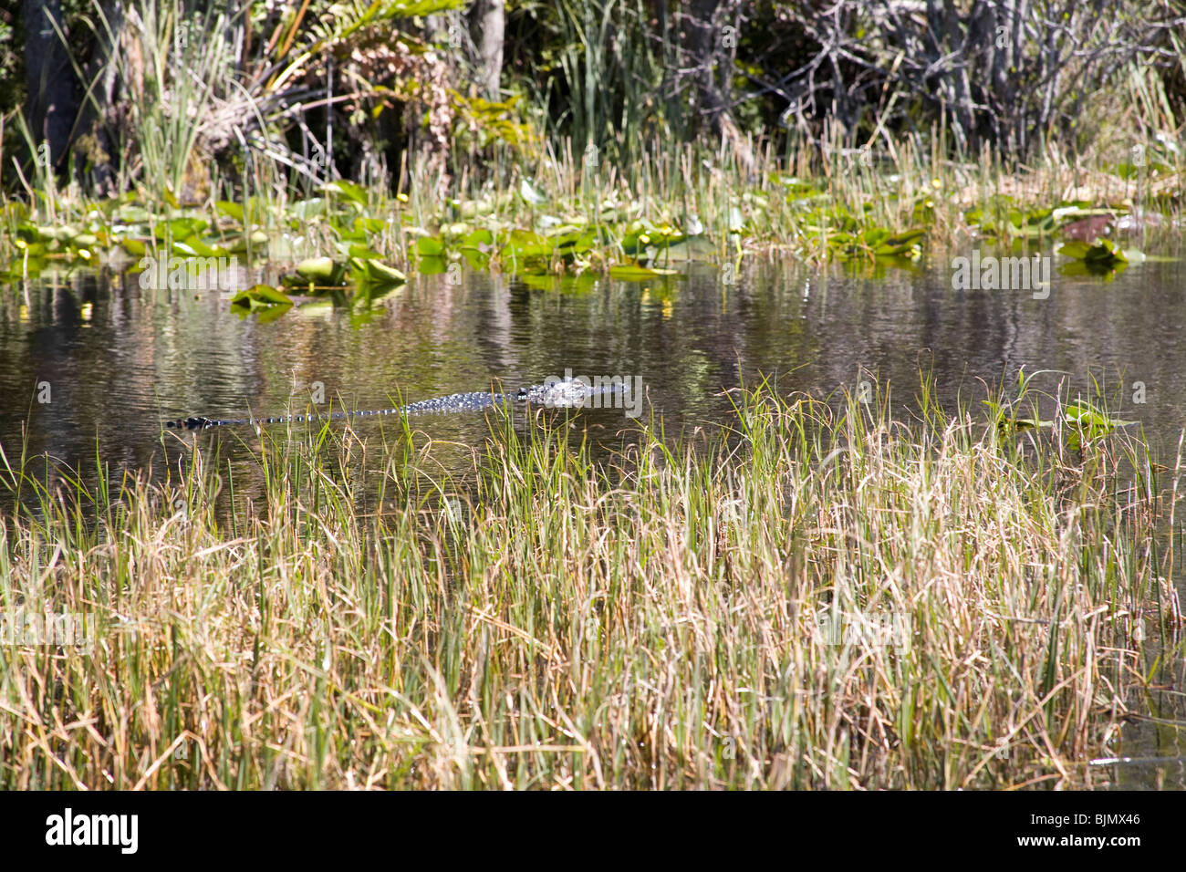 An alligator swimming through the swamp in the Everglades National Park ...