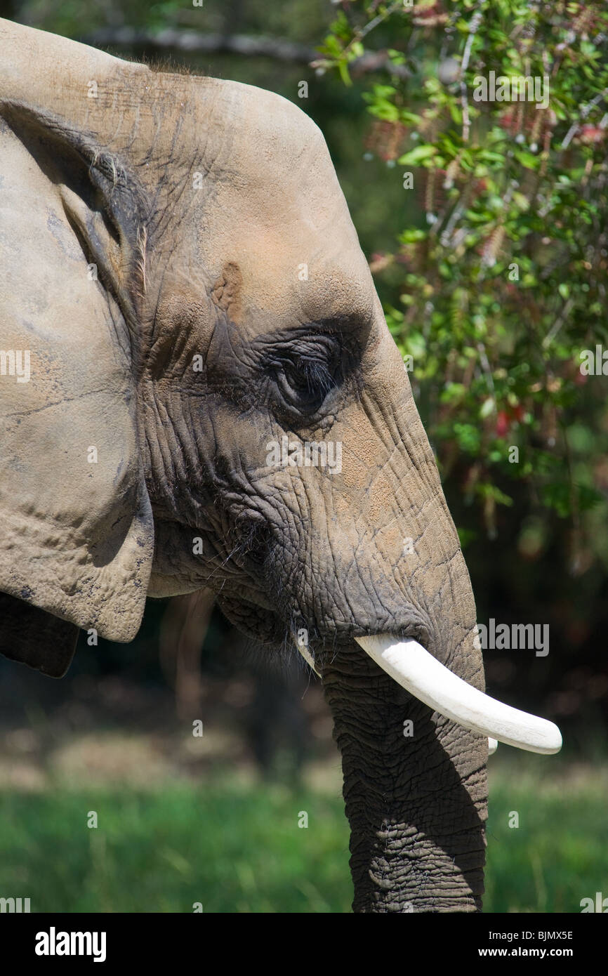 The head of an elephant Stock Photo - Alamy