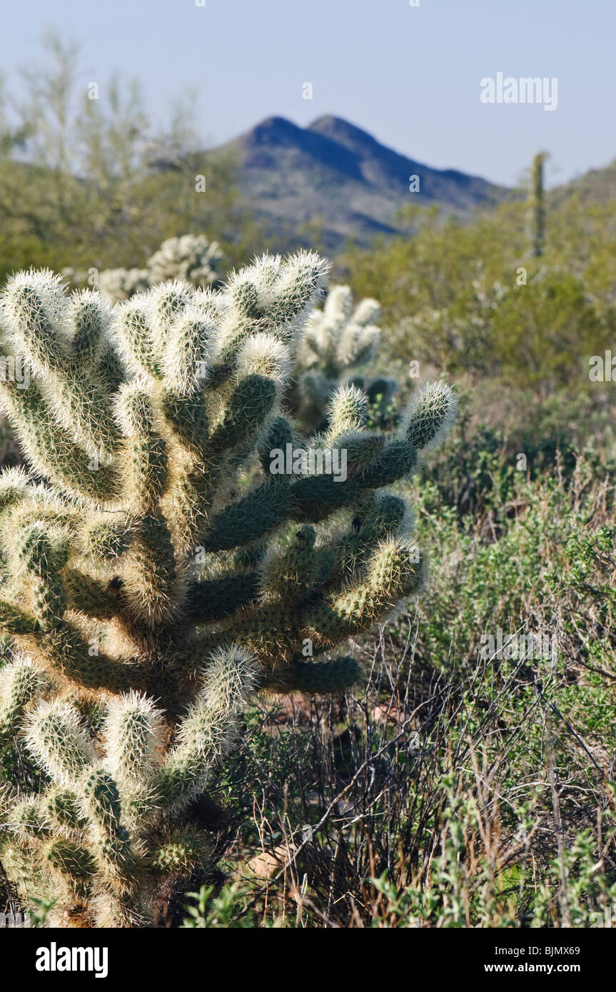 Teddy bear cholla in the desert near Phoenix, Arizona Stock Photo - Alamy