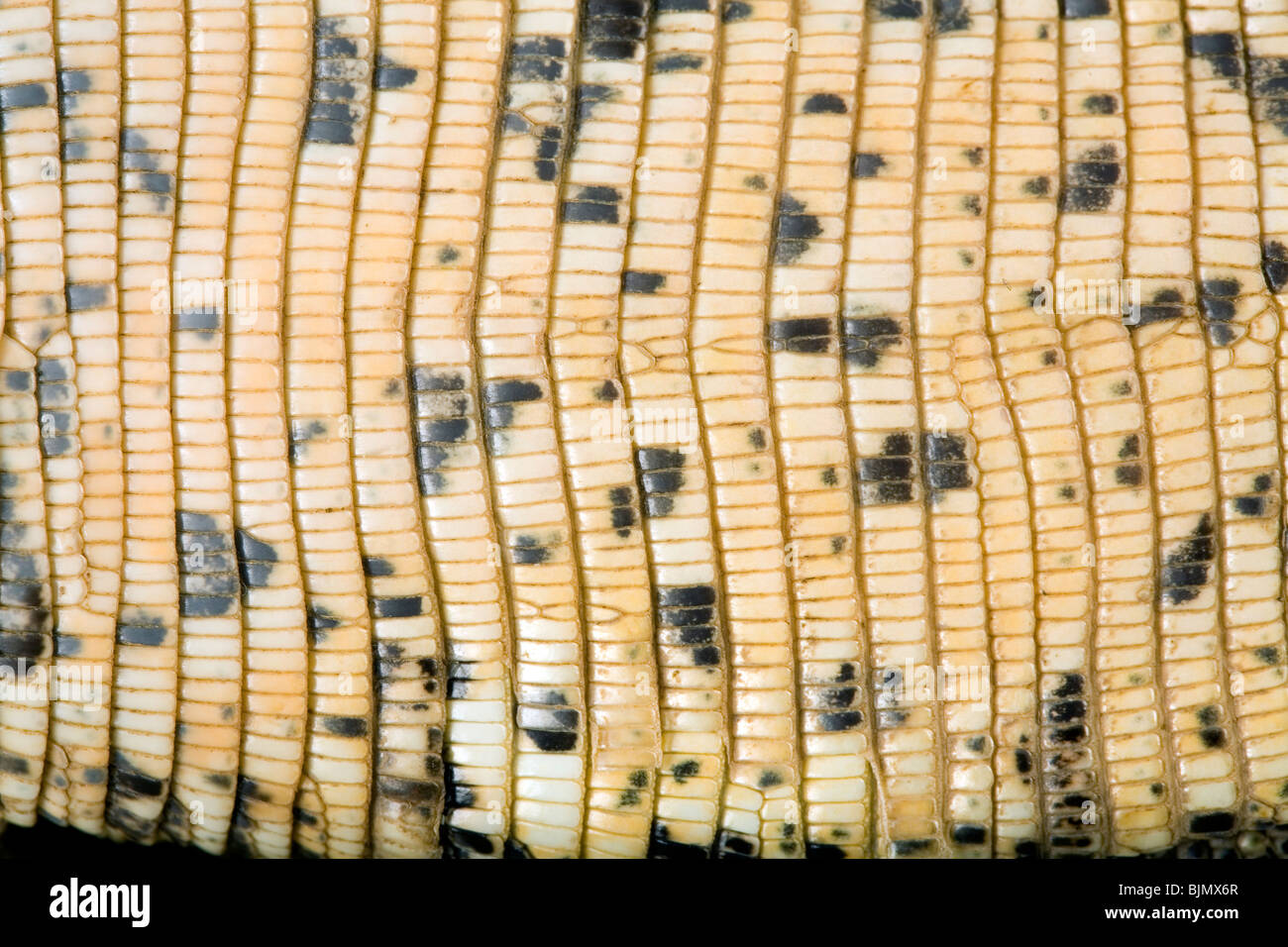 Belly scales of the Leopard Lizard Callopistes flavipunctatus Stock ...