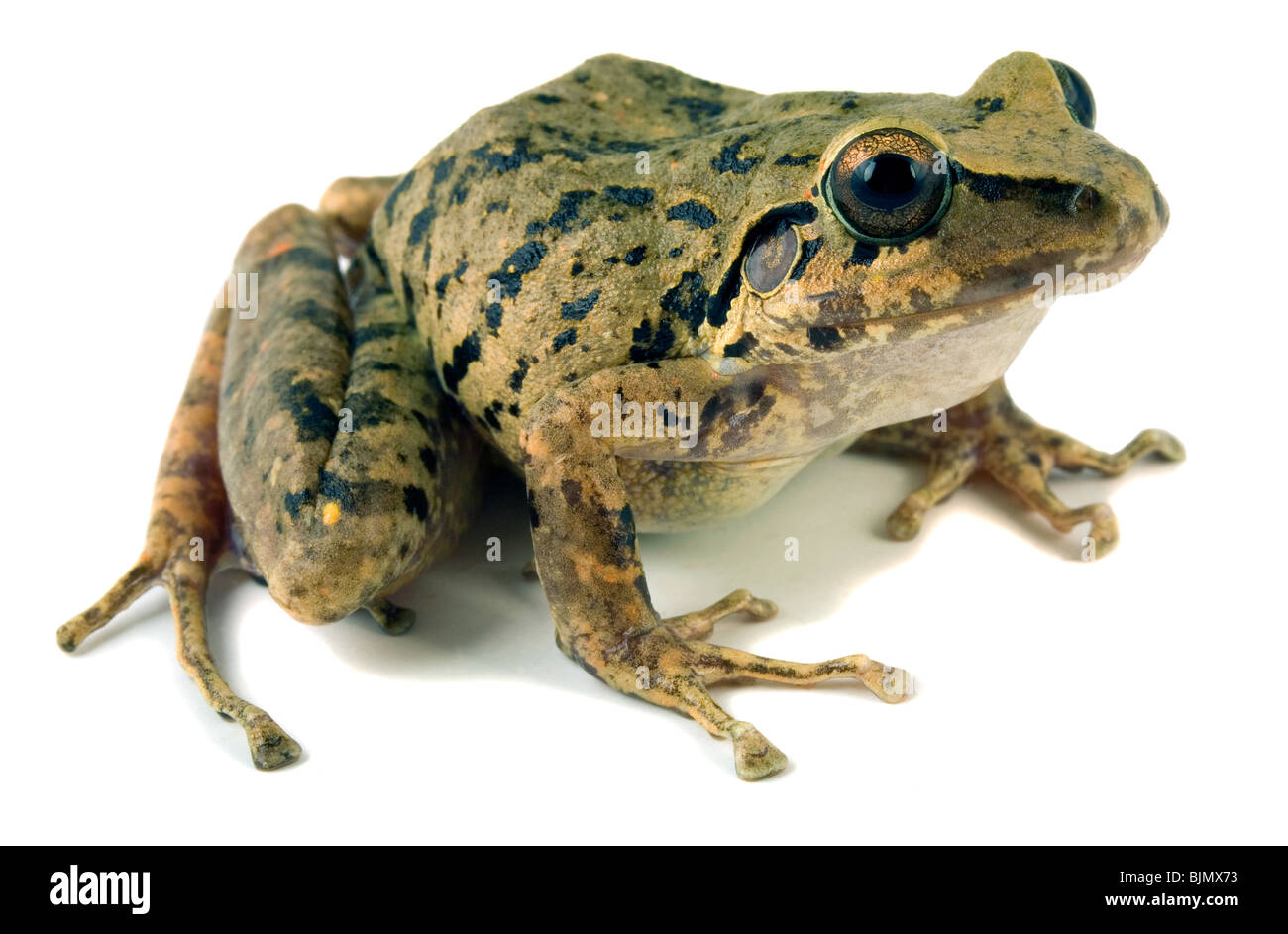 Robber frog hi-res stock photography and images - Alamy