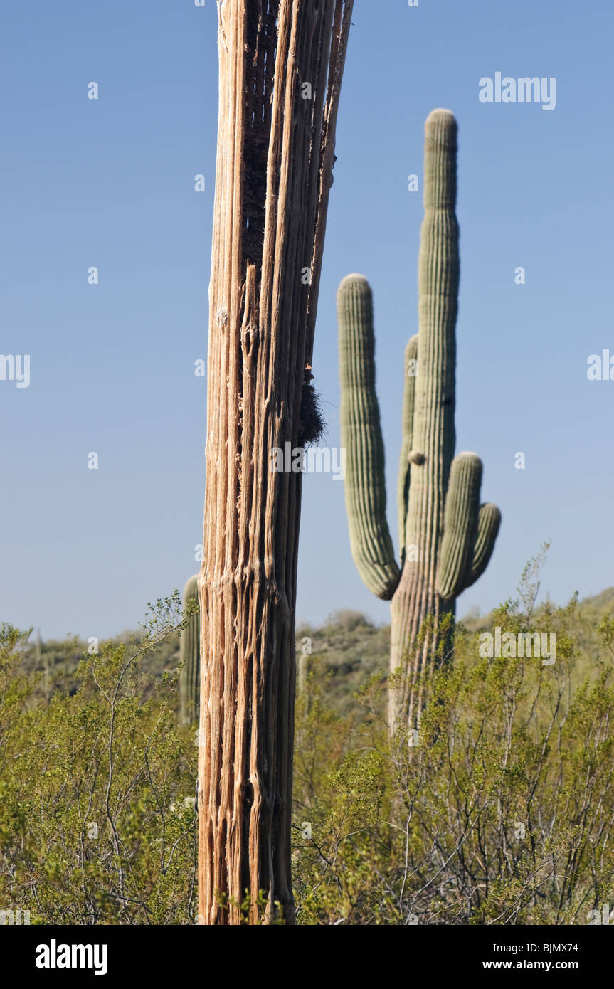 Saguaro skeleton and a live saguaro near Phoenix, Arizona Stock Photo ...
