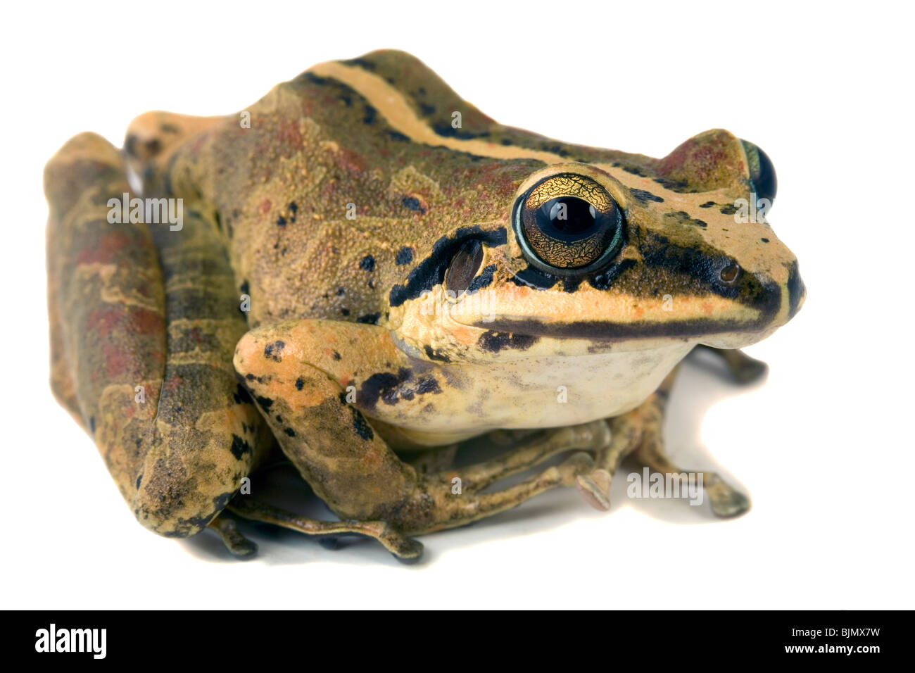 Lyman's Robber Frog (Pristimantis lymani Stock Photo - Alamy