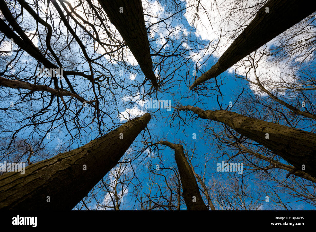 Looking up into tree canopy Stock Photo - Alamy