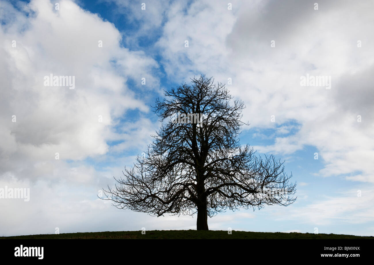 Winter Horse Chestnut Tree in the English countryside. UK Stock Photo ...