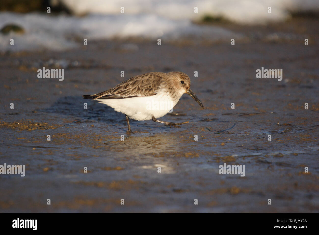 Dunlin wader hi-res stock photography and images - Alamy