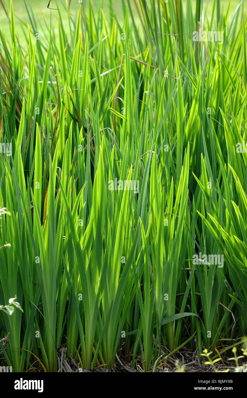 Water reeds growing plants hi-res stock photography and images - Alamy