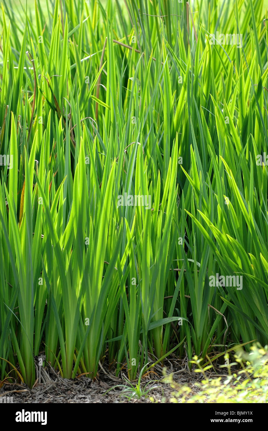 Water reeds growing plants hi-res stock photography and images - Alamy