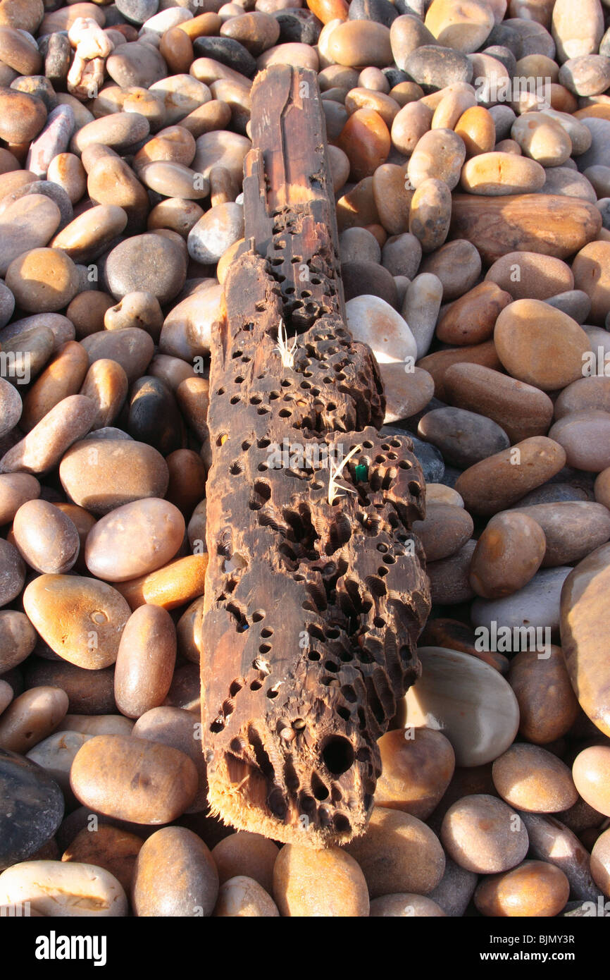 Shipworm hi-res stock photography and images - Alamy