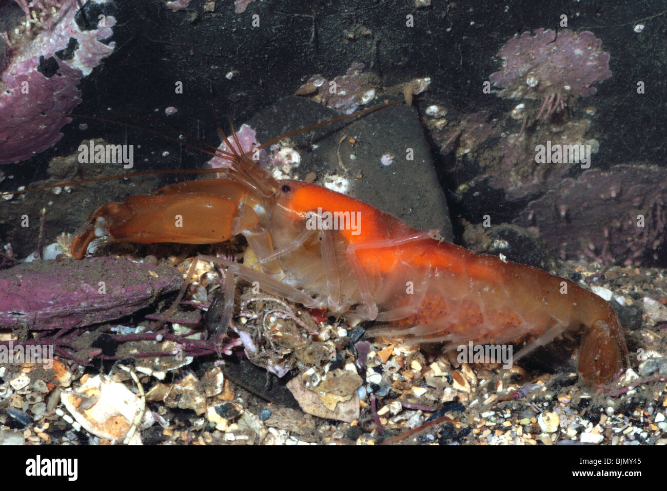 Snapping prawn. Alpheus macrocheles. Female with eggs . under rock ...