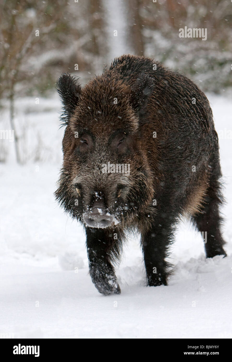 Wild boars running hi-res stock photography and images - Alamy