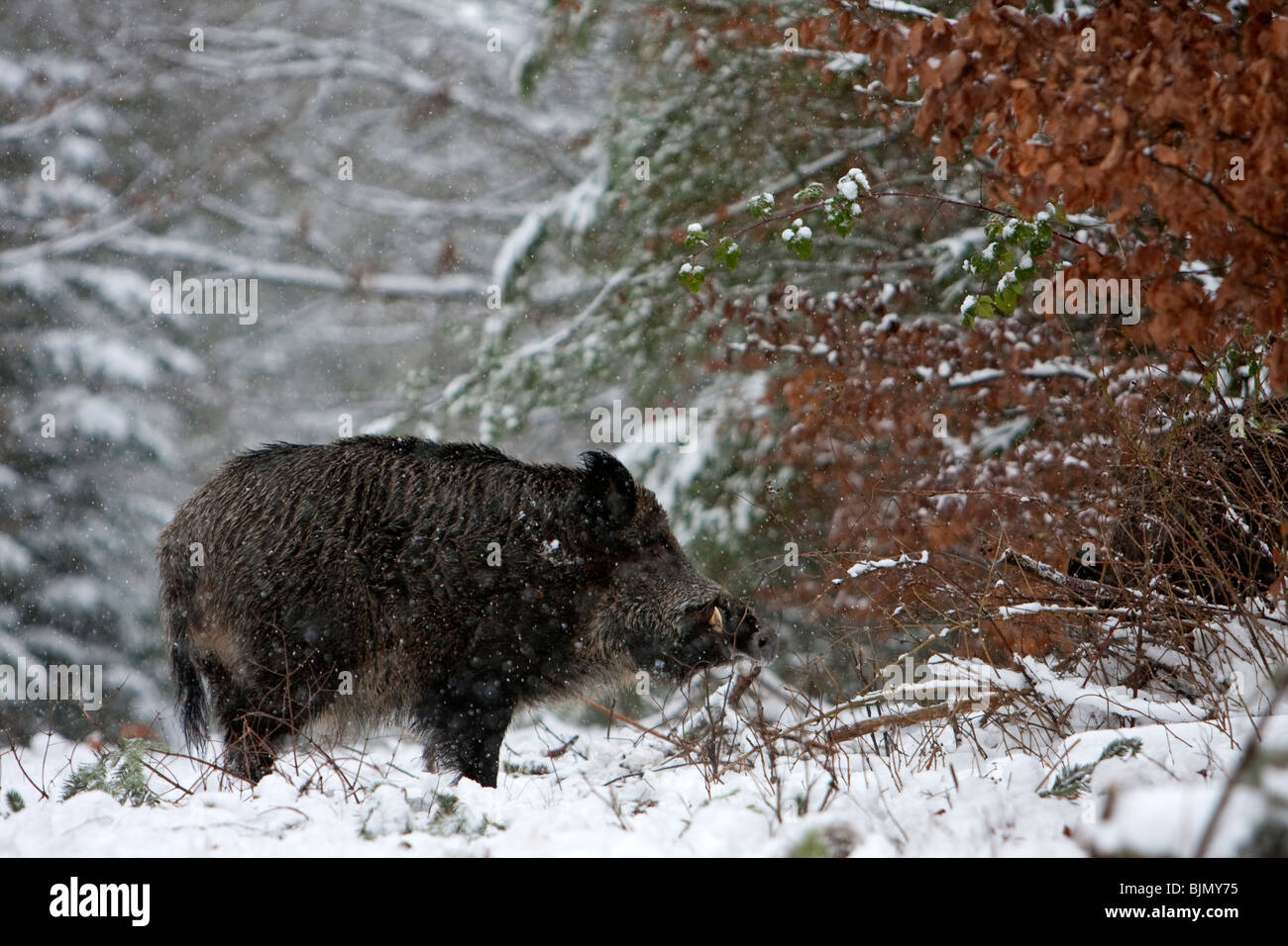 Male wild boars hi-res stock photography and images - Alamy