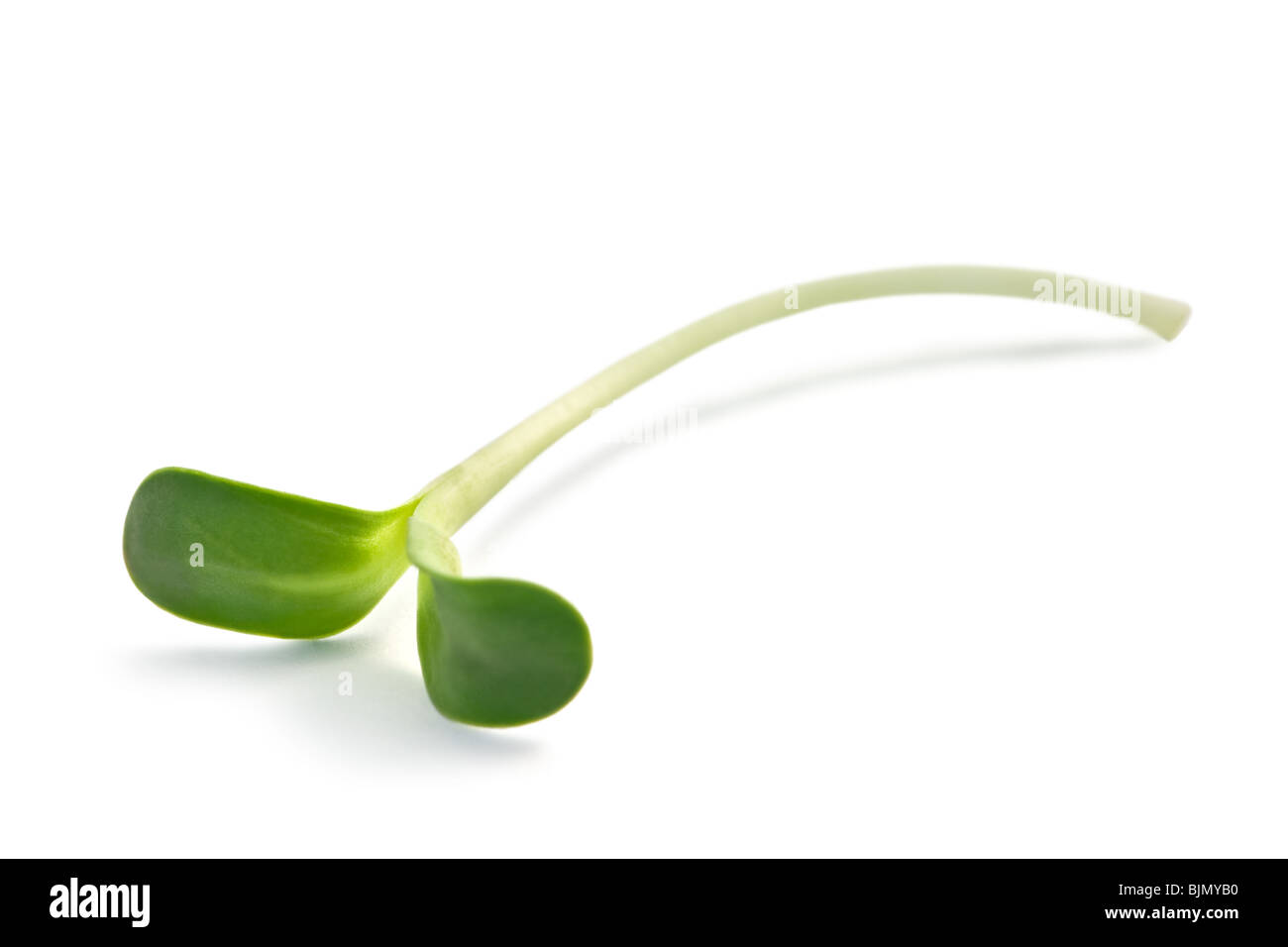 single plant isolated on white Stock Photo - Alamy