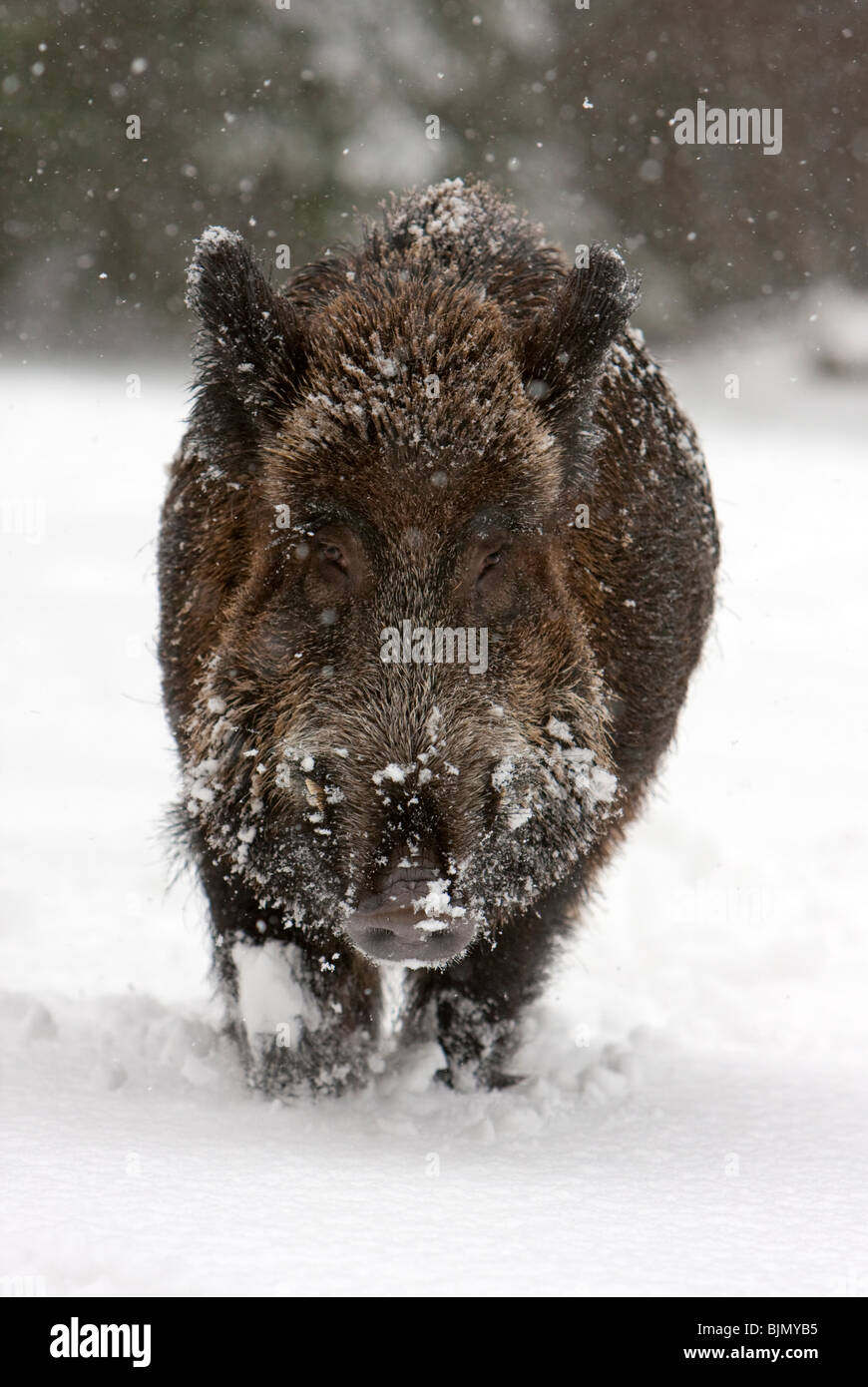 Male wild boars hi-res stock photography and images - Alamy
